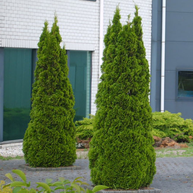 Thuja occ. Smaragd - P15 - 20/40 cm - Garden Centar