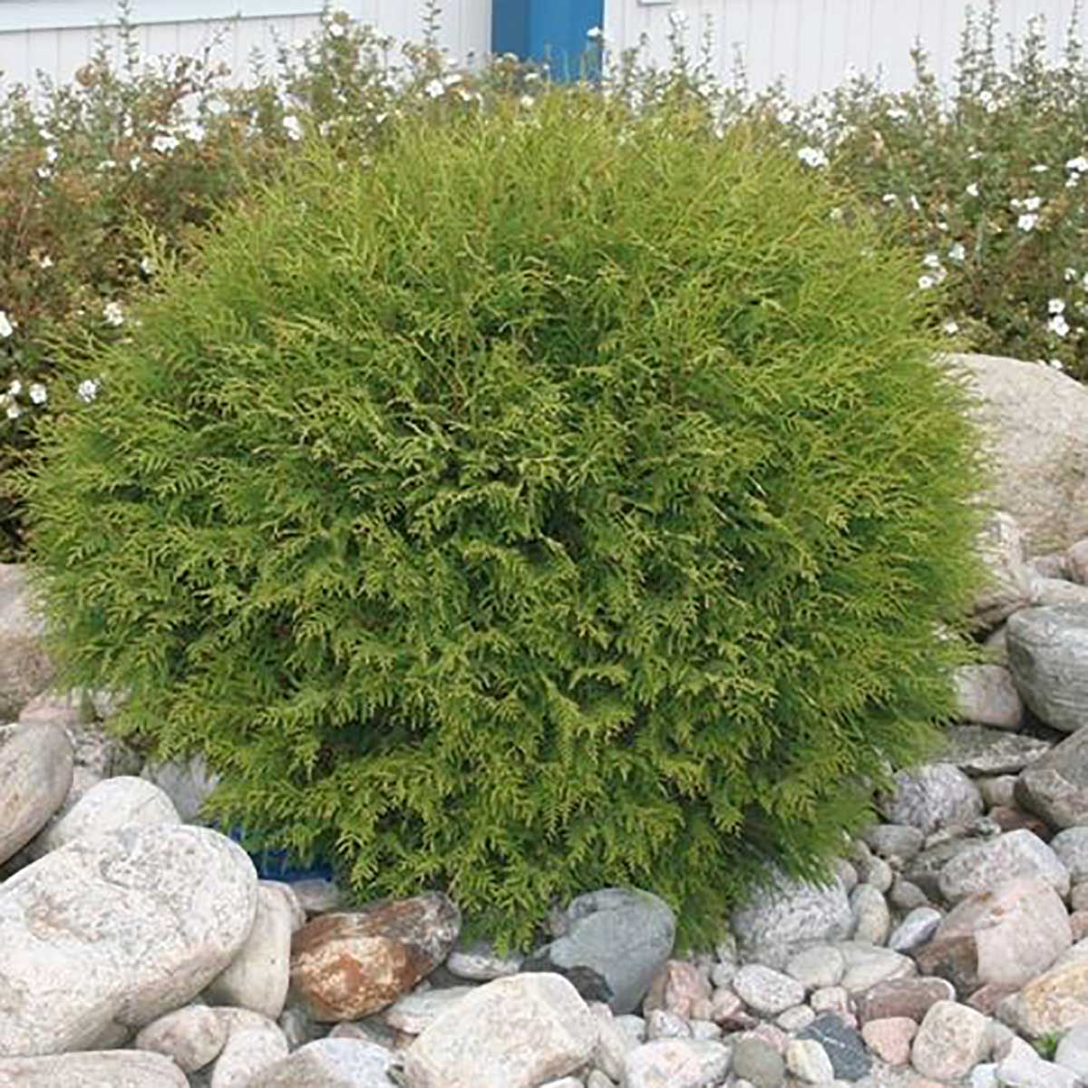 Thuja occ. 'Globosa' - C15 L - 50/60 cm - Garden Centar