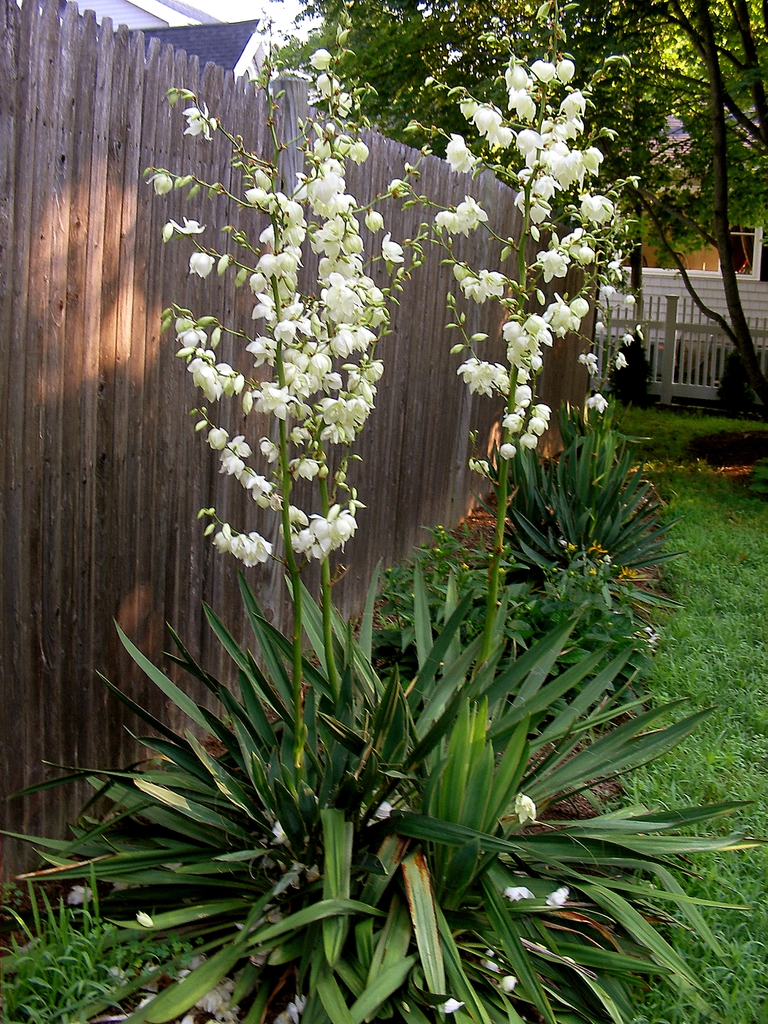 Yucca Filamentosa - C7.5 L - 40/50 cm