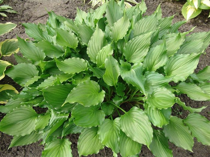 Hosta 'Stirfry' - P11 -0/10 cm