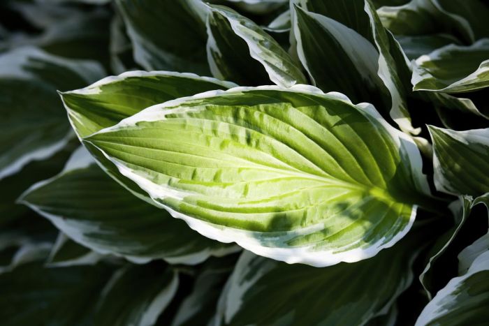Hosta 'Frozen Margarita' - P11 -0/10 cm