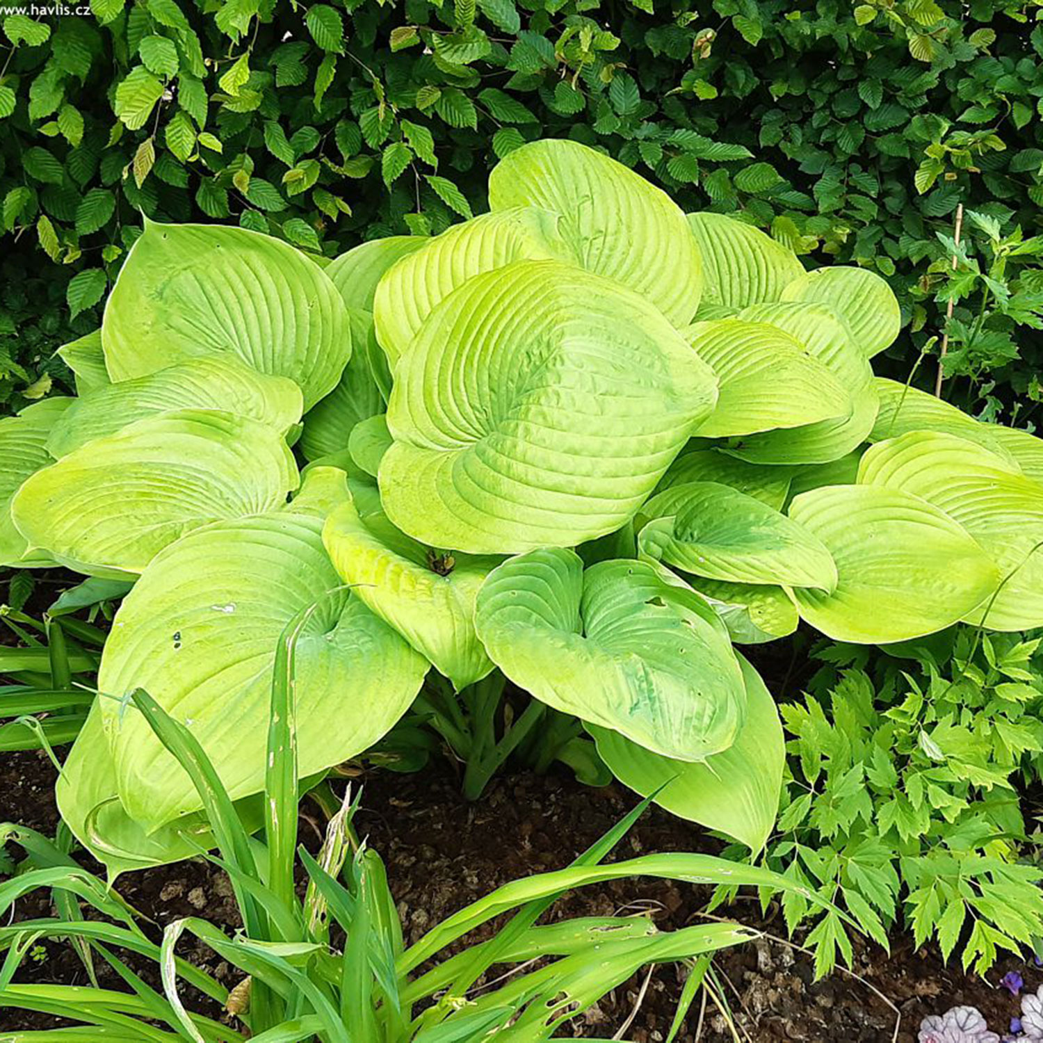 Hosta 'Banana Kid' - P11 - Garden Centar