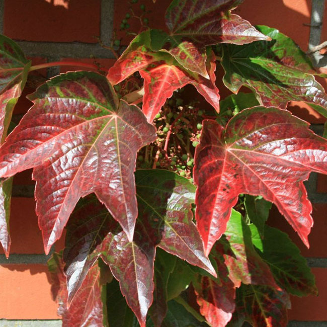 Parthenocissus tric. 'Veitchii' - C2 L - 100/125 cm - Garden Centar