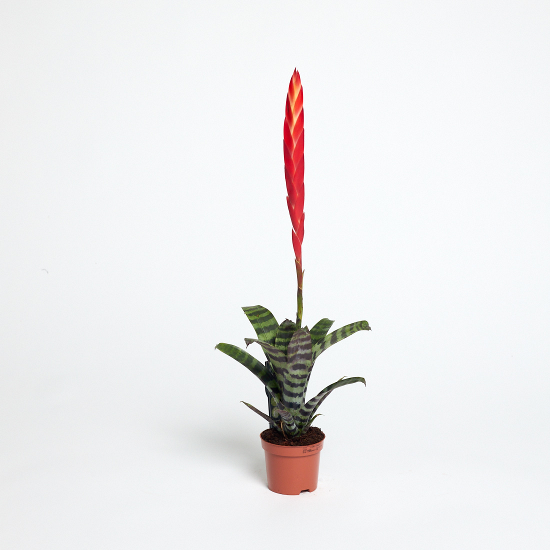 Vriesea 'Era' - saksija 09 cm / visina 50 cm - Garden Centar