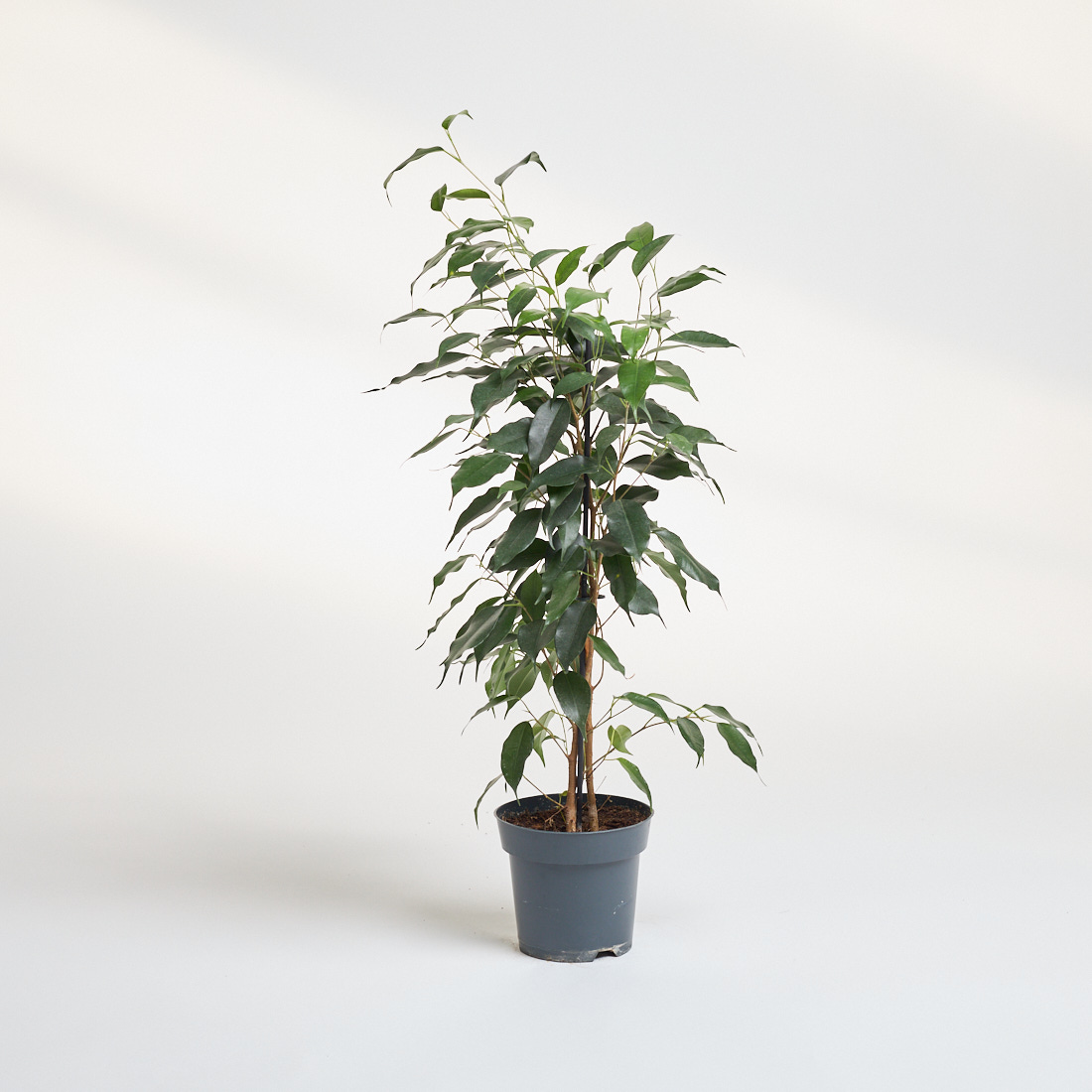 Ficus benjamin - mix - saksija 14 cm / visina 55 cm - Garden Centar