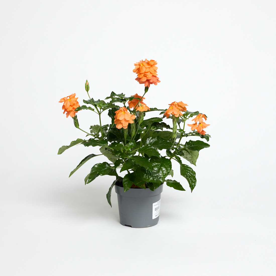 Crossandra infundibuliformis 'Fortuna' - saksija 13 cm/ visina 28 cm ...