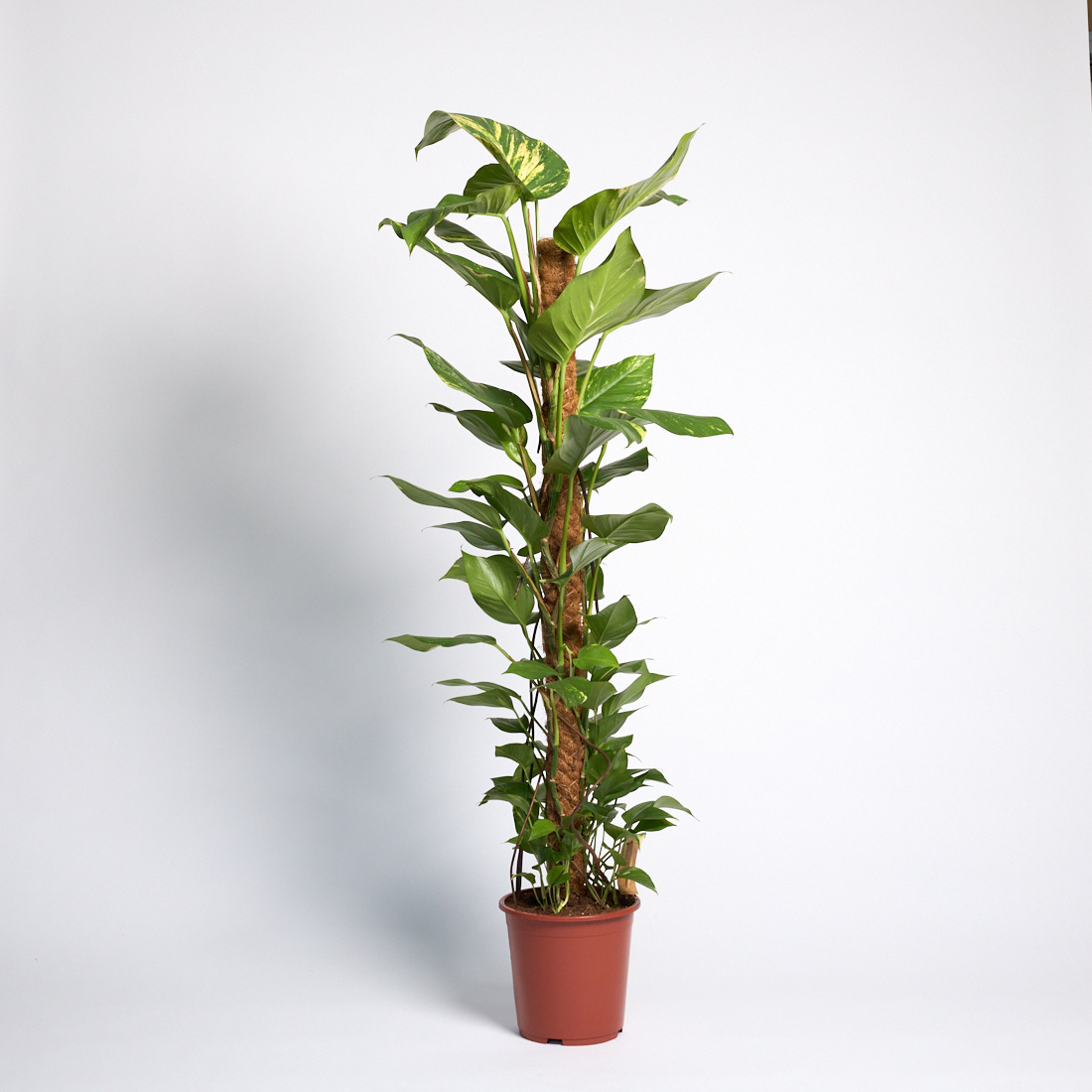 Epipremnum aureum - moss - saksija 27 cm / visina 150 cm - Garden Centar