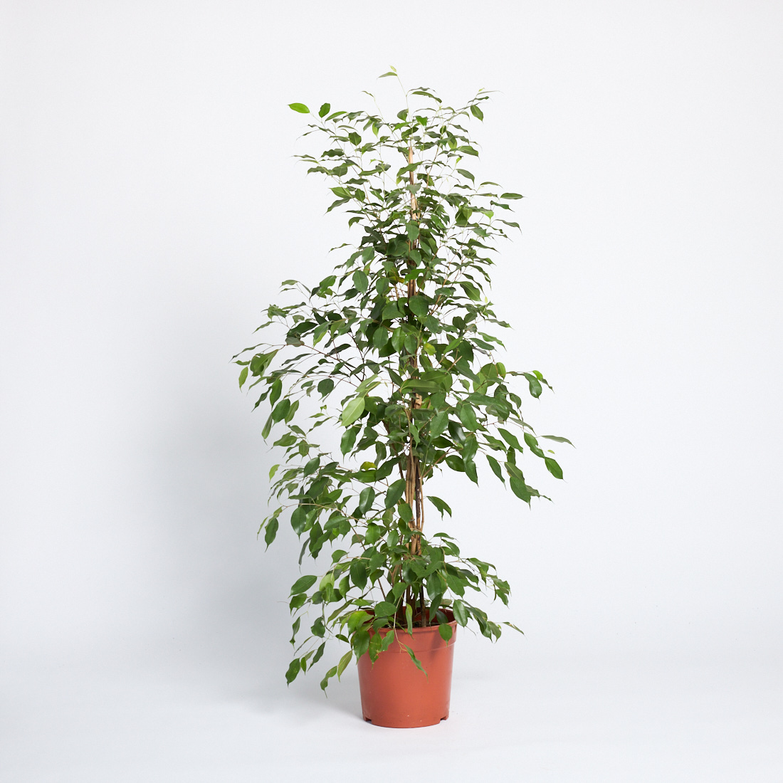 Ficus benjamin - mix - saksija 27 cm / visina 130 cm - Garden Centar