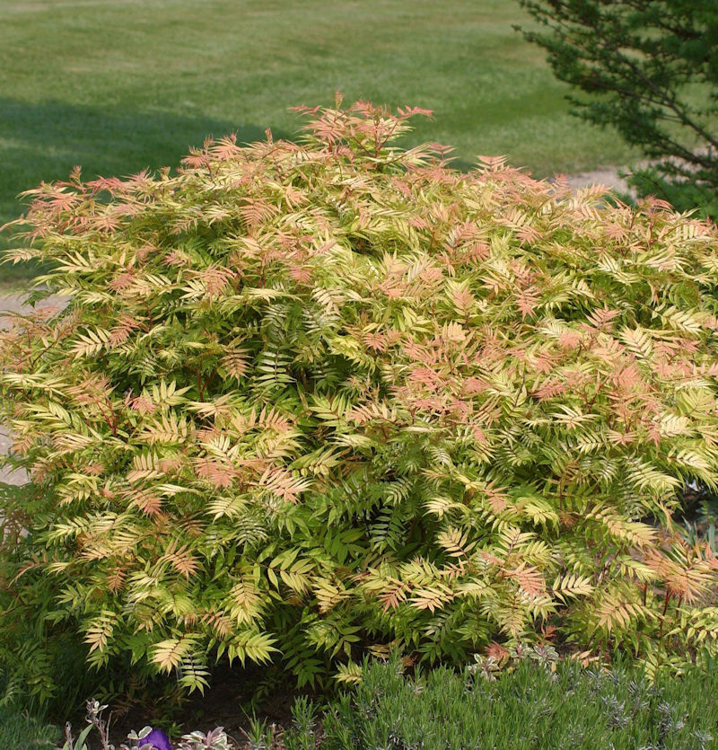 Sorbaria sorbifolia 'Matcha Ball' - C3L - Garden Centar