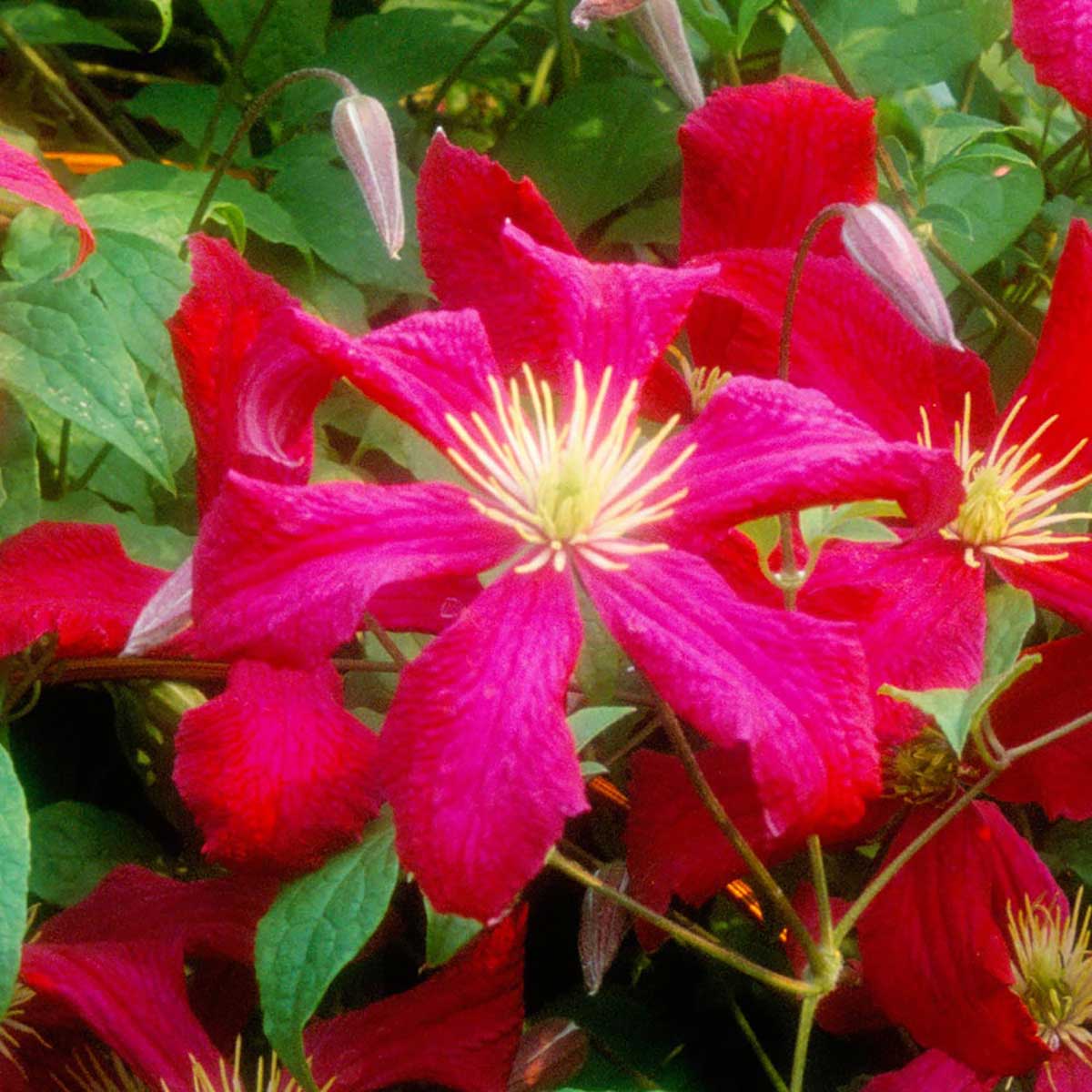 Clematis 'Madame Julia Correvon' - C2.5 L - 70 cm - Garden Centar