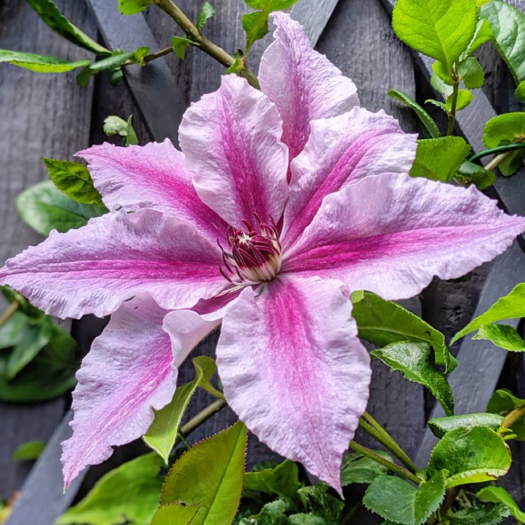 Clematis Ooh La La™ Boulevard® - C2 L - 70 cm - Garden Centar