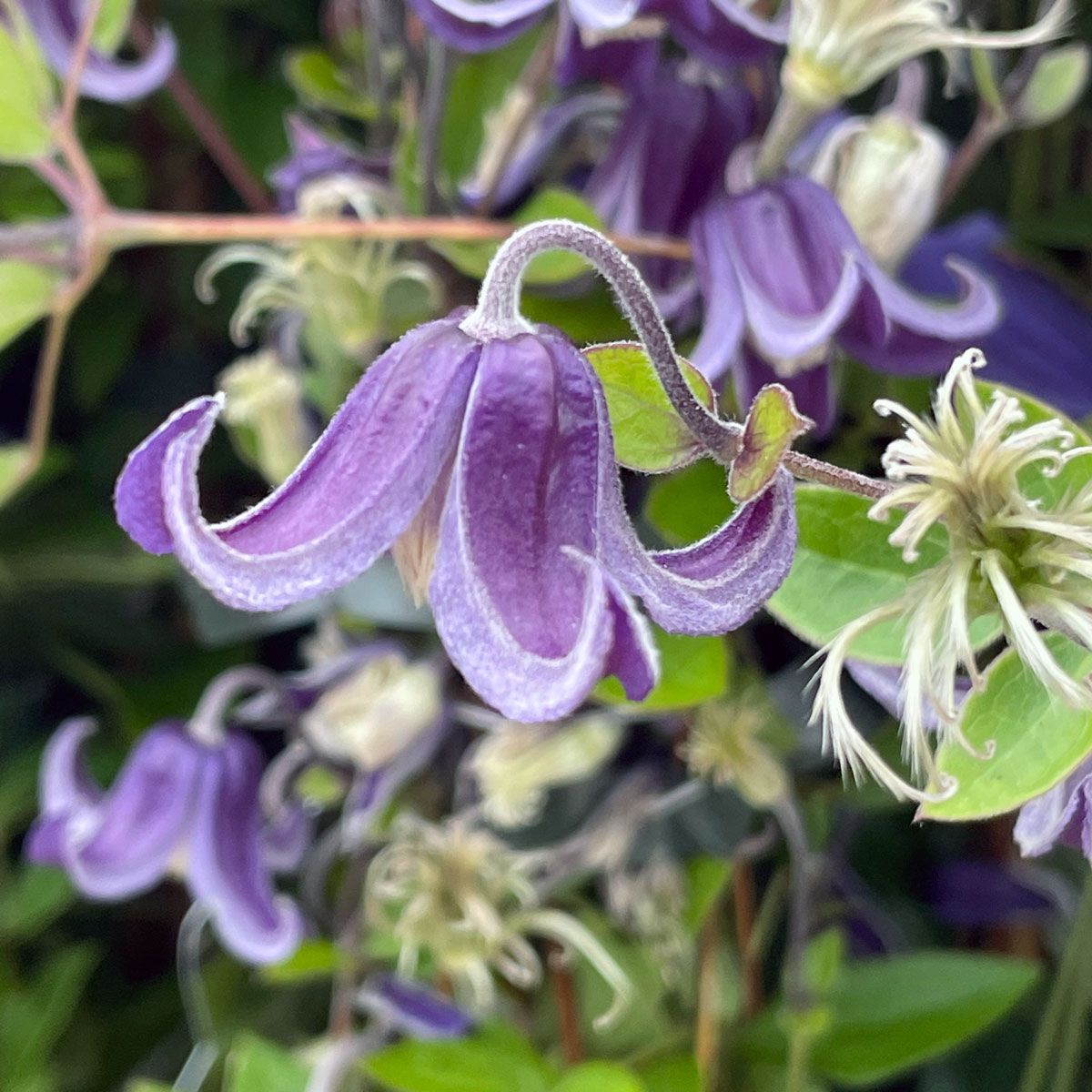 Clematis 'Fascination' - C2.5L - 70 cm - Garden Centar