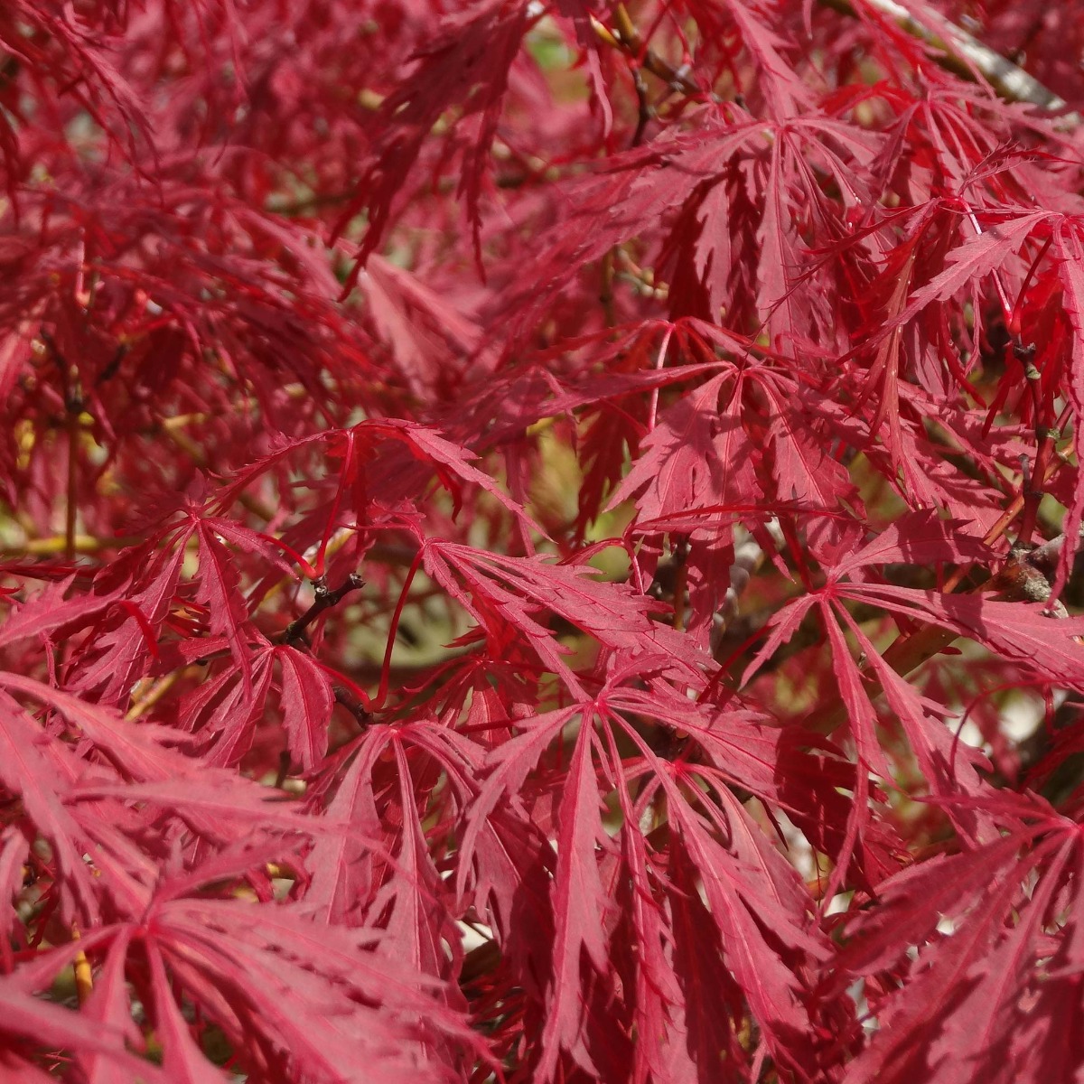 Acer palmatum dissectum 'Garnet' - C2 - 40/50 cm - Garden Centar