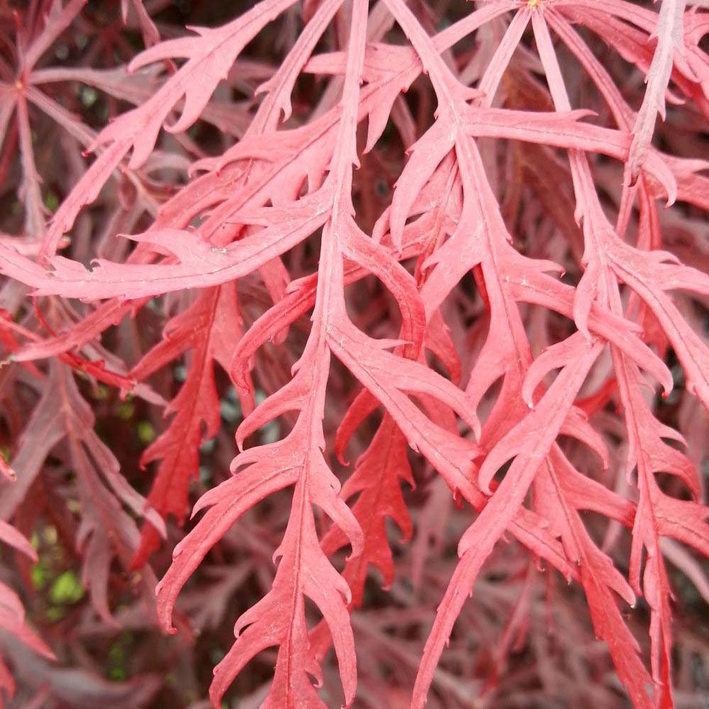 Acer palmatum 'Inaba-shidare' - C12 - 80/100 cm - Garden Centar