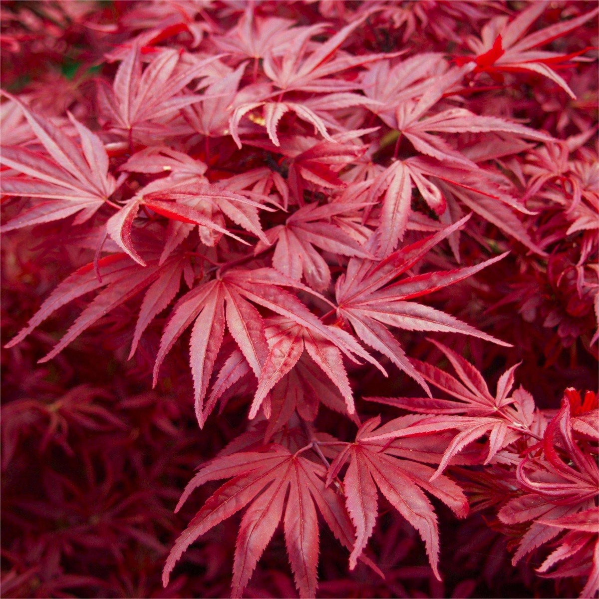 Acer palmatum 'Skeeter's Broom' - C15 L - 100/125 cm - Garden Centar