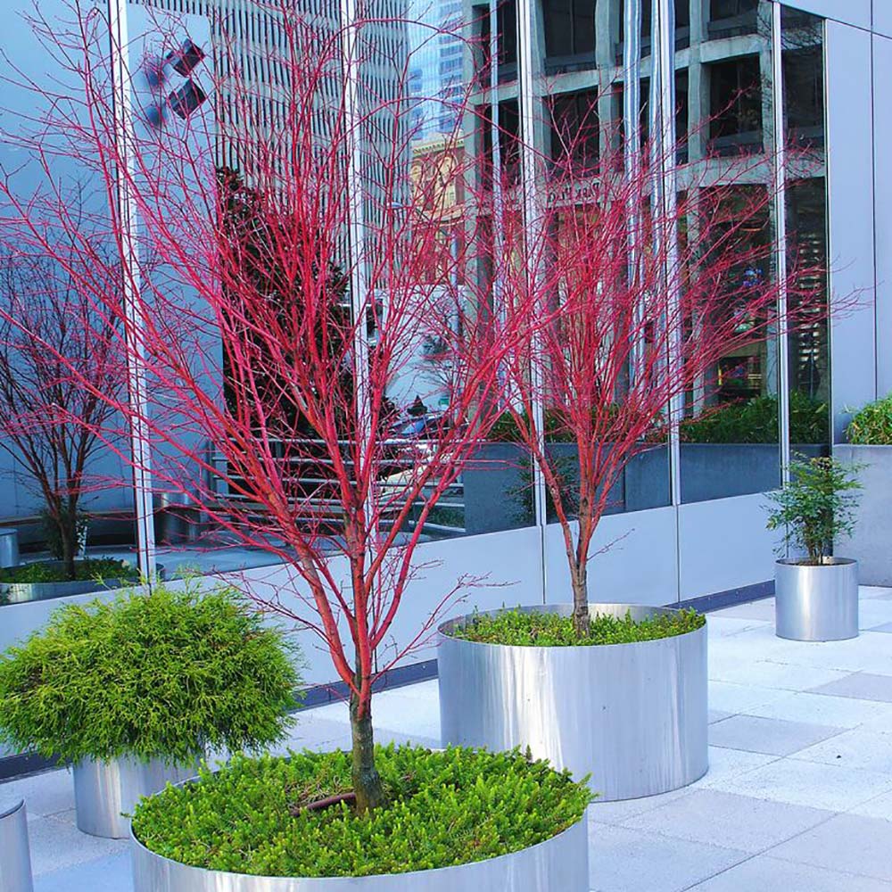 Acer palmatum 'Sango-Kaku' - C3 L - 50/60 cm - Garden Centar