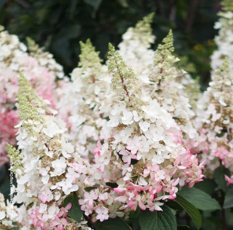 Hydrangea paniculata 'Candlelight' - C3 L - 30/40 cm - Garden Centar