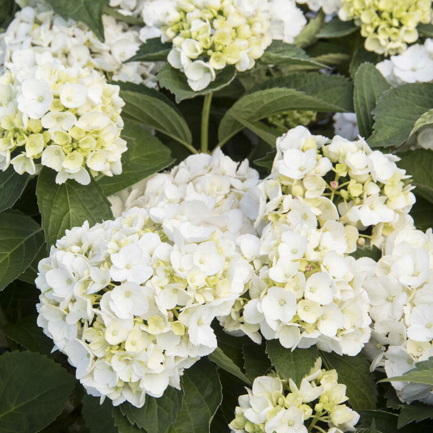 Hydrangea macrophylla - Bela - C 1.5 L - 30/40 cm - Garden Centar