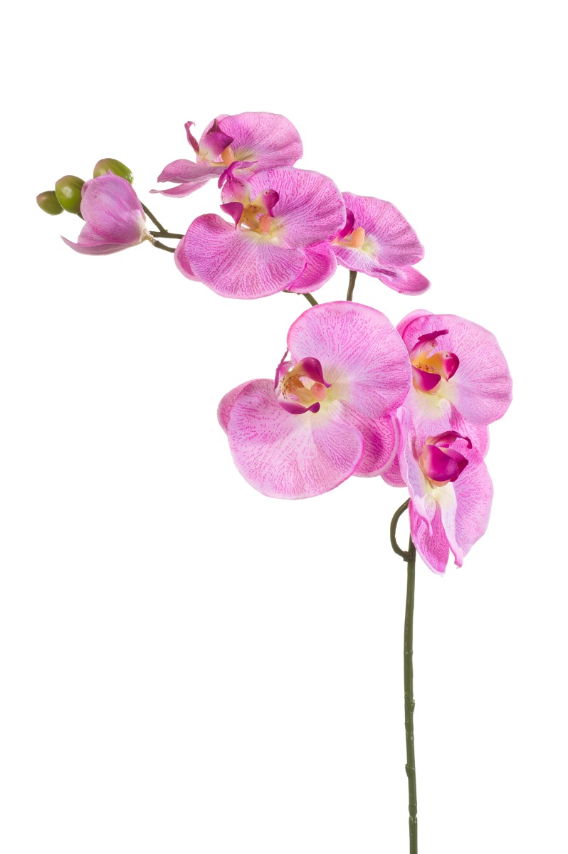 Orhideja Grana Roze - 80 cm - Garden Centar