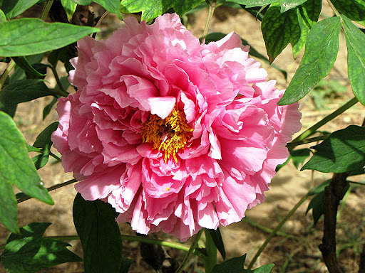 Paeonia suffruticosa 'Rou Fu Rong' - P11 - 15/20 cm