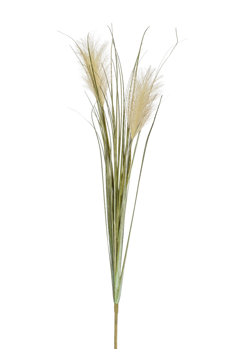 Pampas Trava - 2 Grane - 78 cm - Garden Centar