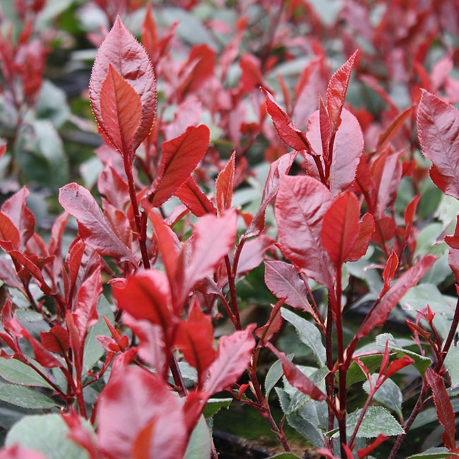 Photinia x fraseri 'Little Red Robin' - C9 L - Kalem 40 cm - Garden Centar