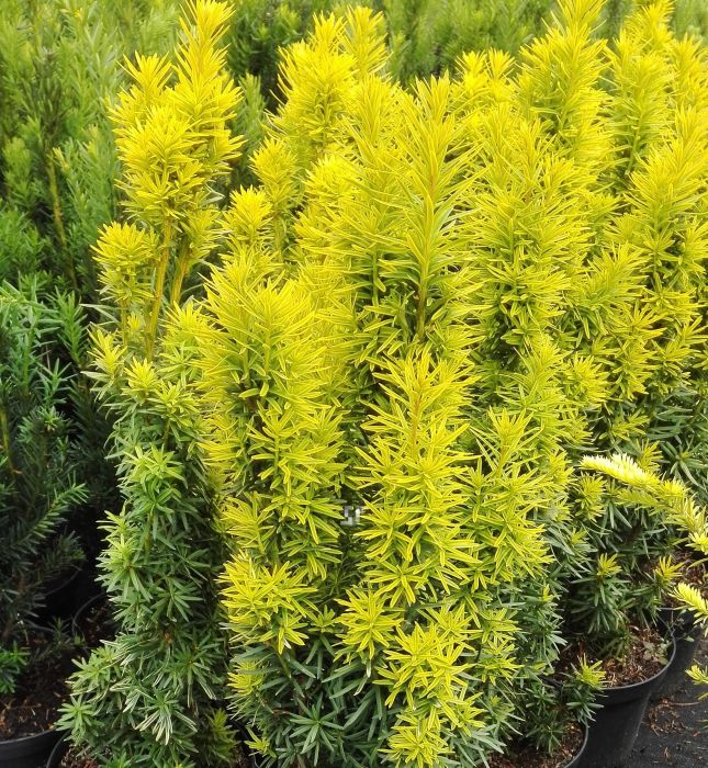 Taxus baccata 'David' - C15L - 60/70 cm - Garden Centar