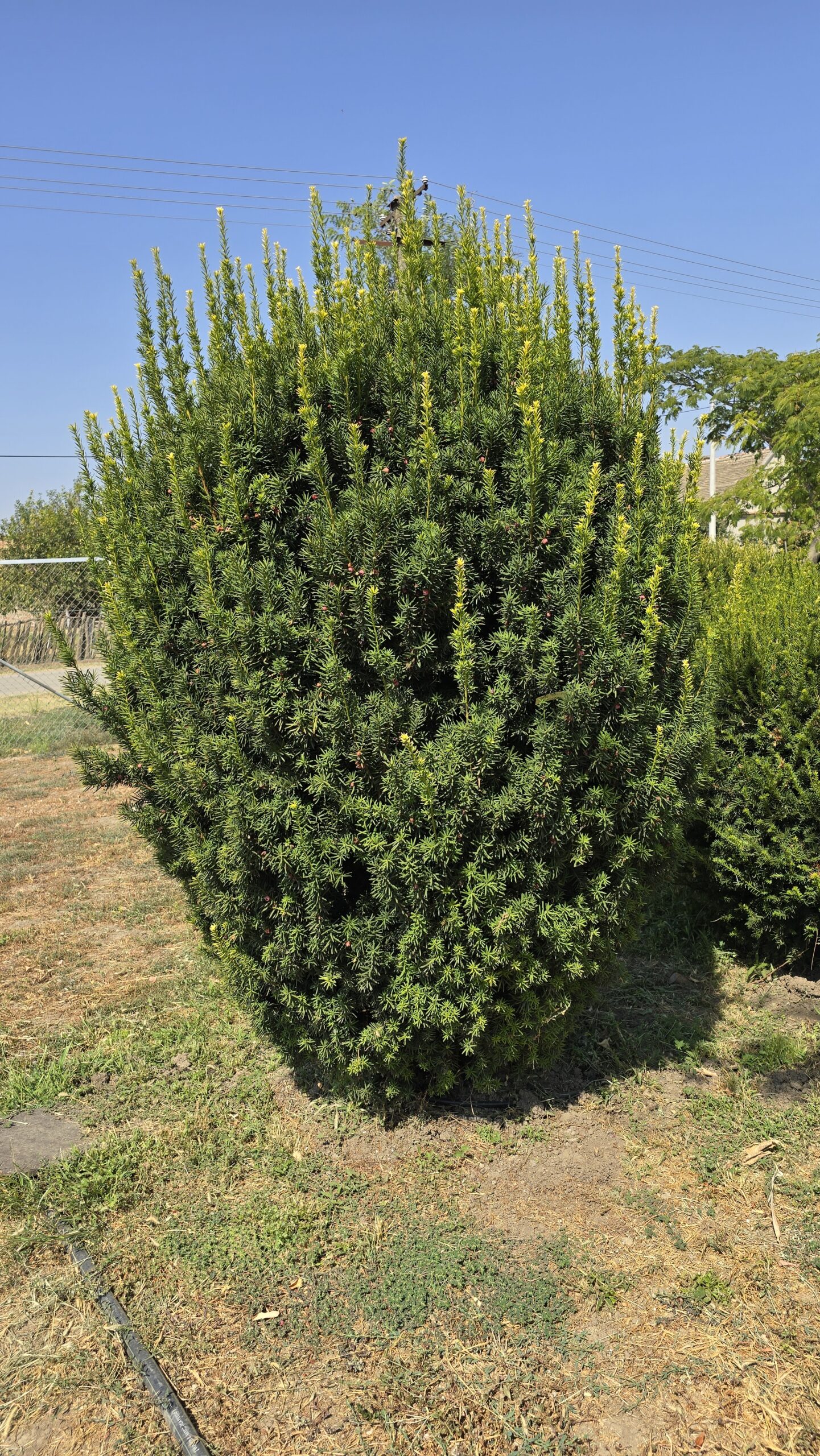 Taxus X media 'Hicksii' - P 15 - Garden Centar