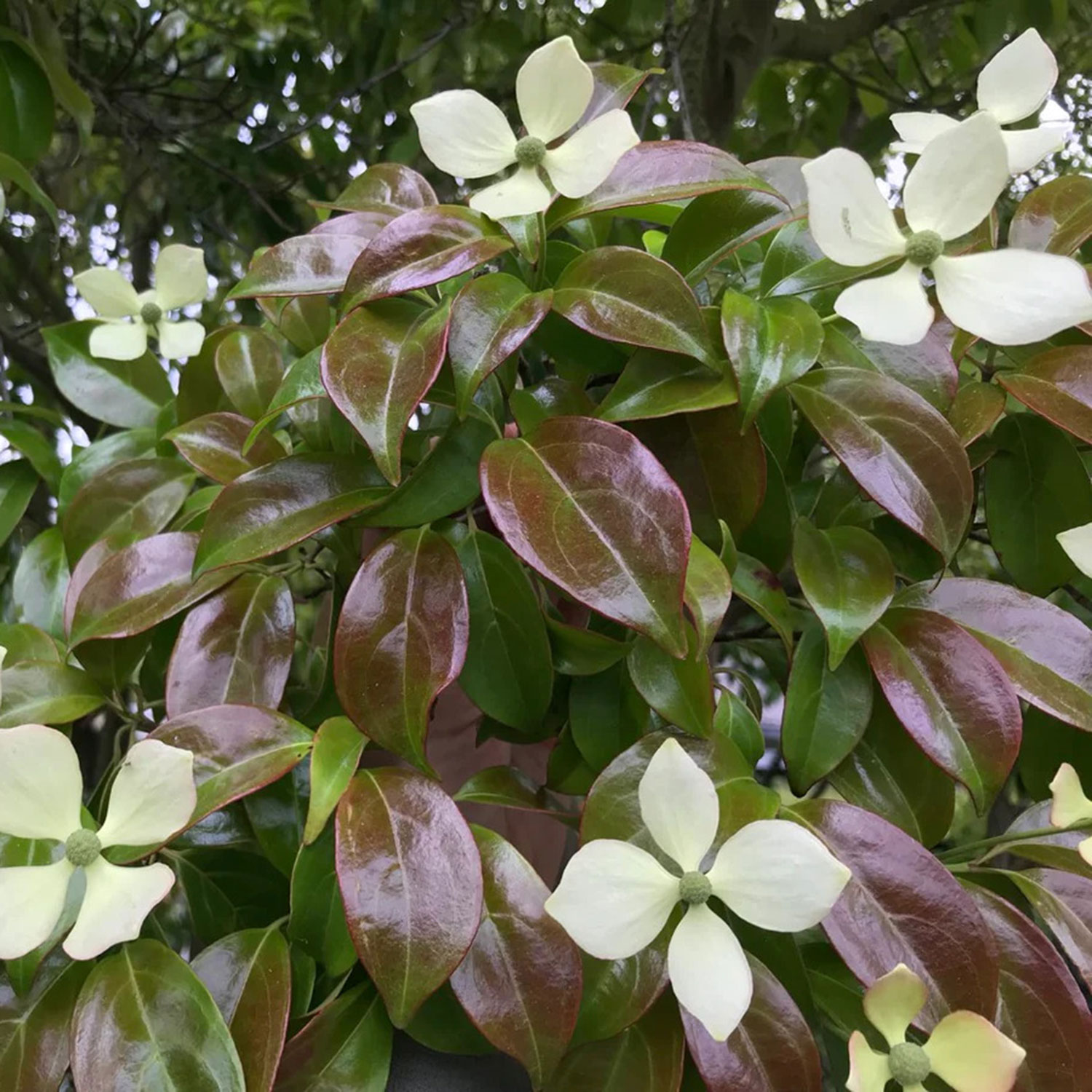 Cornus elliptica 'Empress of China' - C10 L - 40/50 cm - Garden Centar