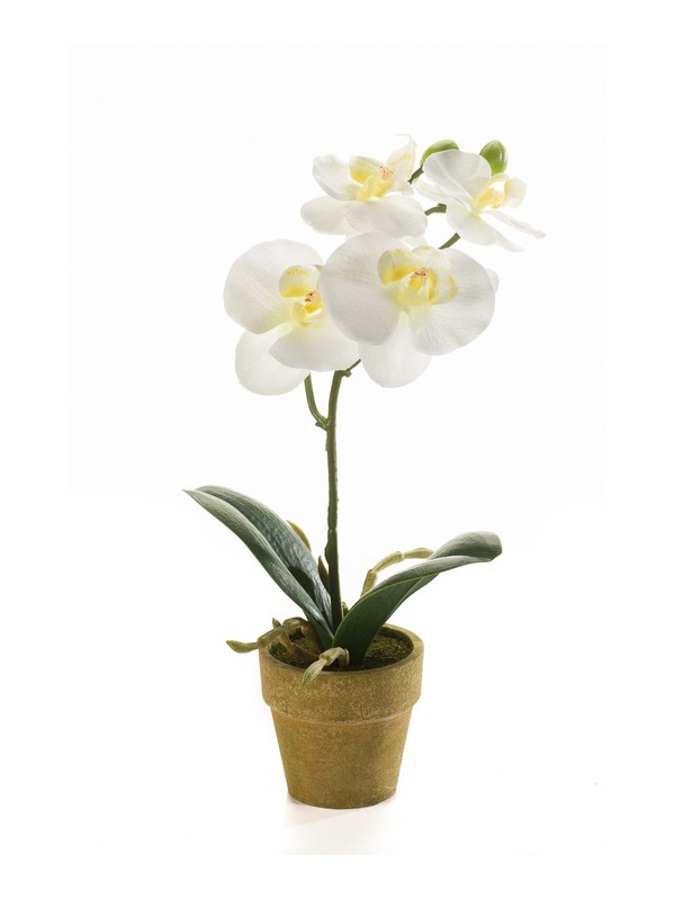 Orhideja Mini Krem U Papirnoj Saksiji 6 cm- 25 cm - Garden Centar