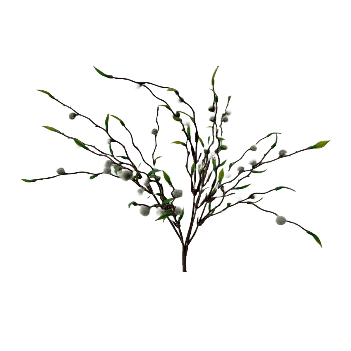 Mačja Vrba Bela Grm - 5 Grana - 28 cmBela - Garden Centar