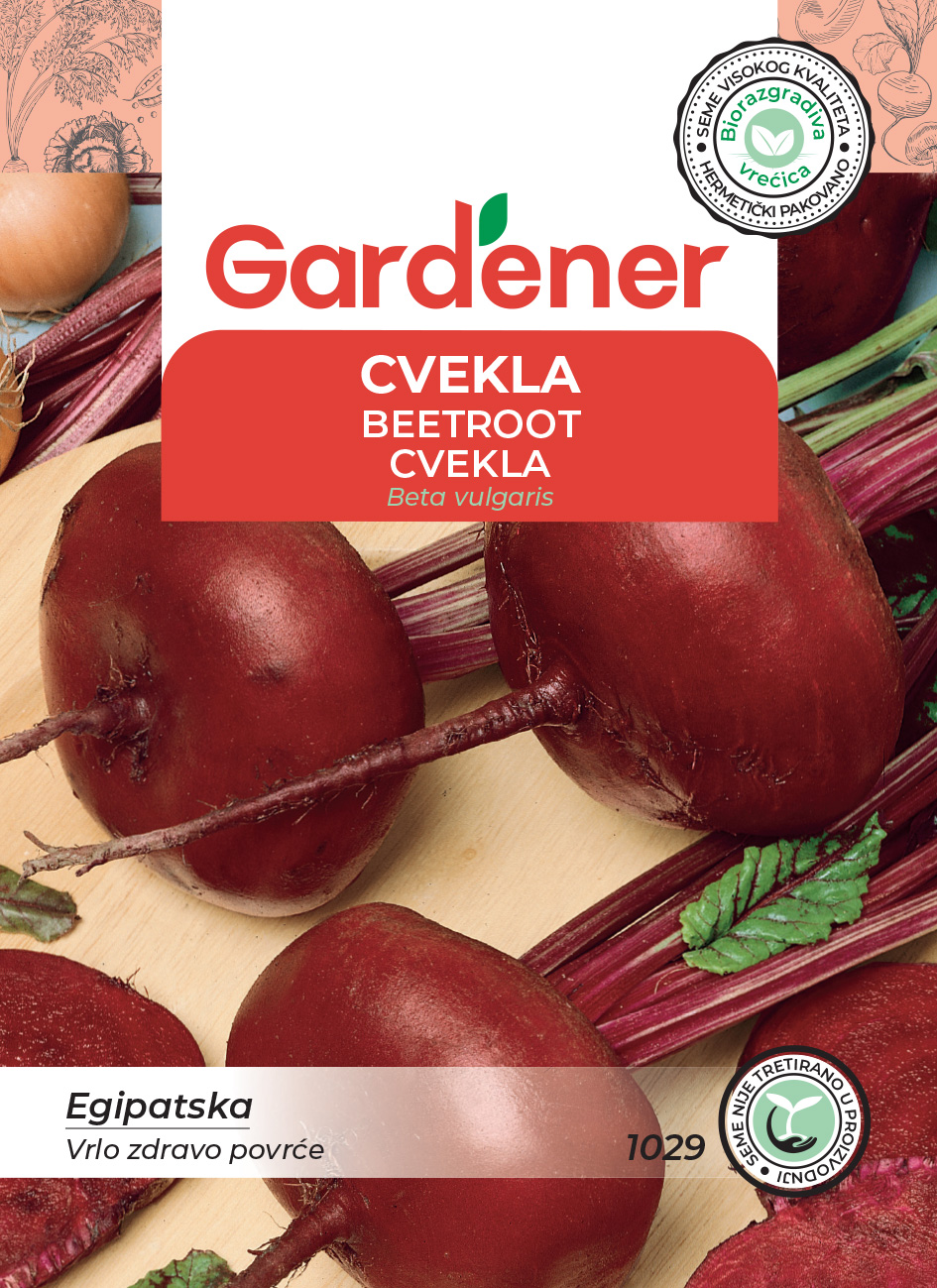 Cvekla egipatska - Beta vulgaris - Garden Centar