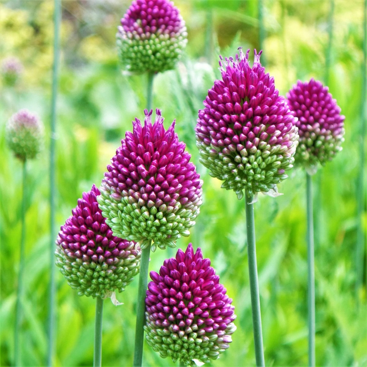 Ukrasni luk - Allium sphaerocephalon - Garden Centar