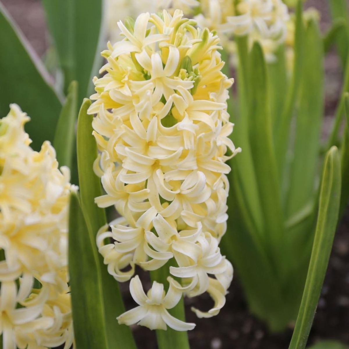 Zumbul - Hyacinthus orientalis 'City of Haarlem' - Garden Centar