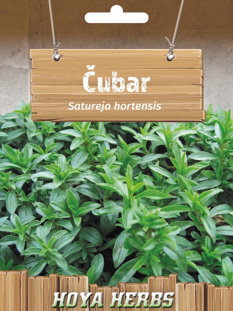 Čubar - Aturja hortensis - Garden Centar
