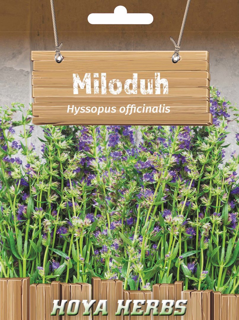 Miloduh - Hyssopus officinalis - Garden Centar