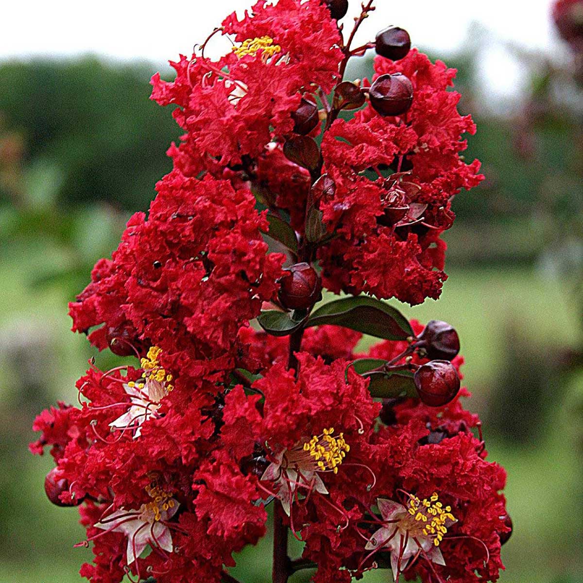 Lagerstroemia indica 'Dynamite' - C30 L - 150/175 cm - Garden Centar