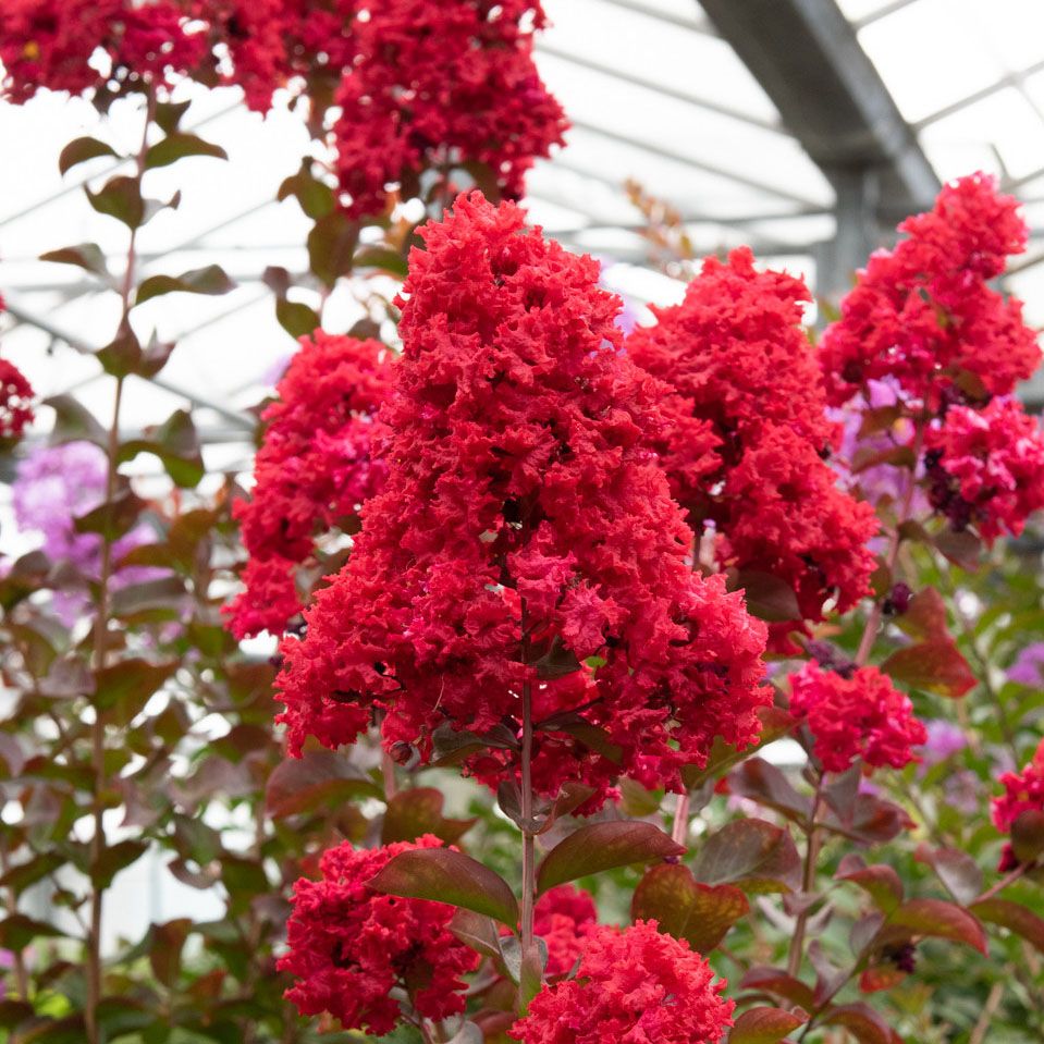 Lagerstroemia indica 'Durant Red' - C18 L - 125/150 cm - Garden Centar