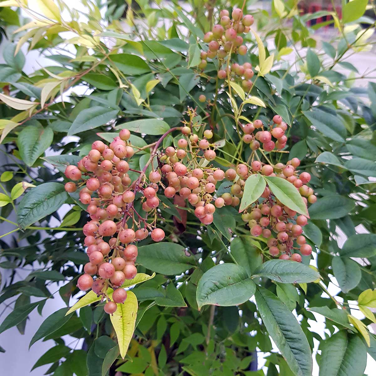 Nandina domestica - C10 L - 60/80 cm - Garden Centar