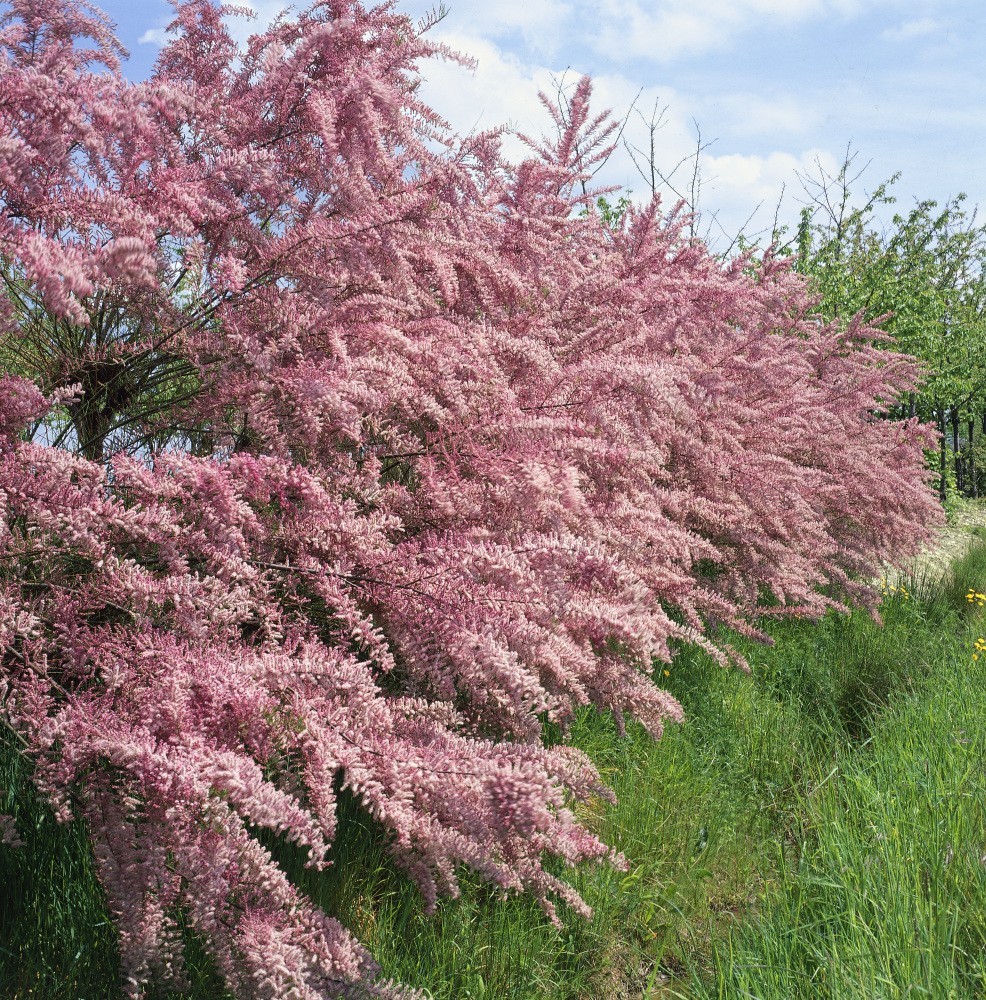 Tamarix 'Tetrandra' - C3L - 50/80 cm - Garden Centar