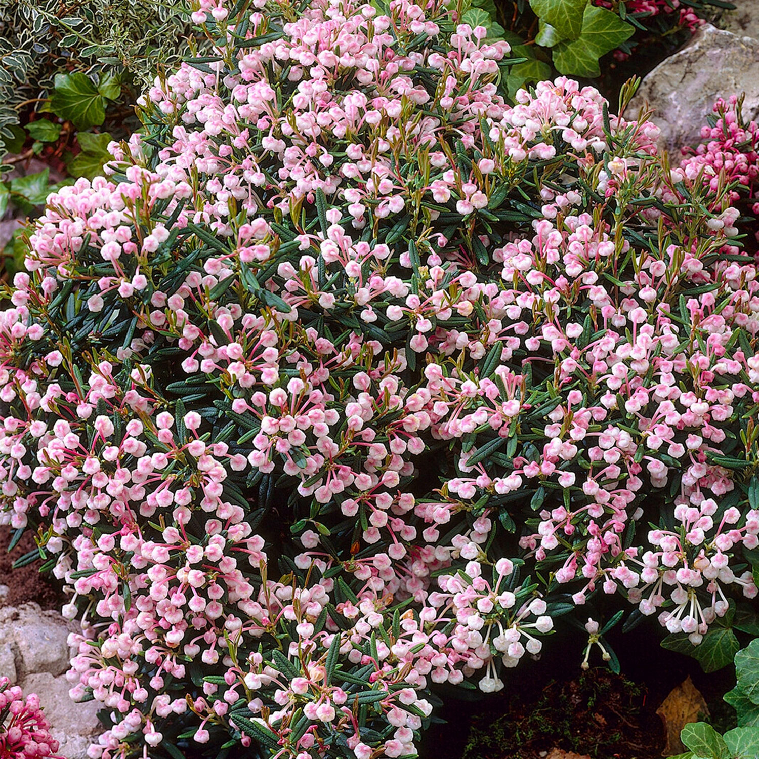 Andromeda polifolia 'Compacta' - C3 L - 25/30 cm - Garden Centar