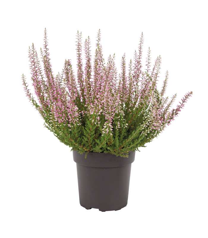 Calluna vulgaris 'Beauty ladies' - P10 - Garden Centar