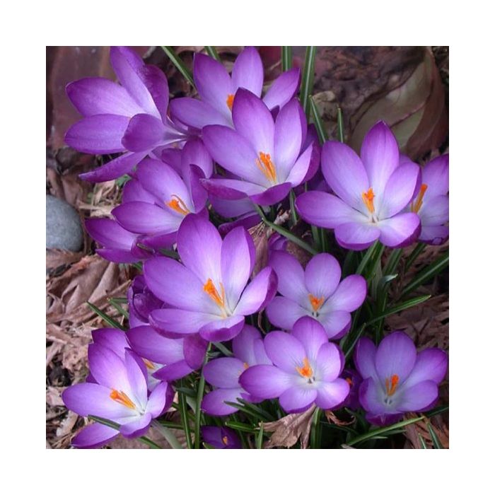 Krokus - Crocus Ruby giant - pakovanje 25 lukovica - Garden Centar