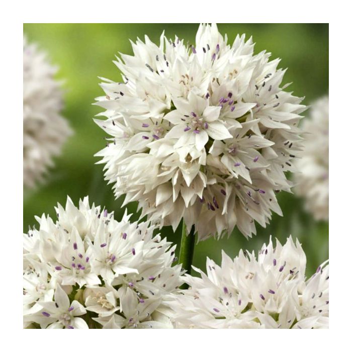 Ukrasni luk - Allium ampl. Gracefull - pakovanje 8 lukovica - Garden Centar