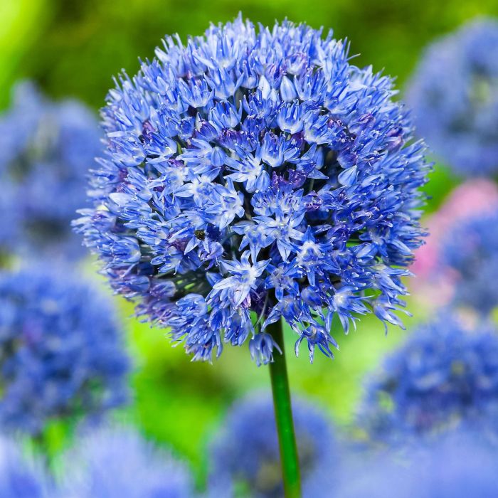 Ukrasni luk - Allium caeruleum - pakovanje 10 lukovica - Garden Centar