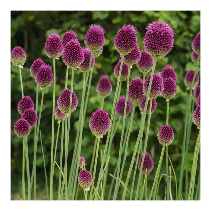 Ukrasni luk - Allium sphaerocephalon - pakovanje 10 lukovica - Garden ...