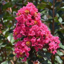 Lagerstroemia indica 'Pink Velour' - C10 L - 80/100 cm | Tvoj Garden Centar