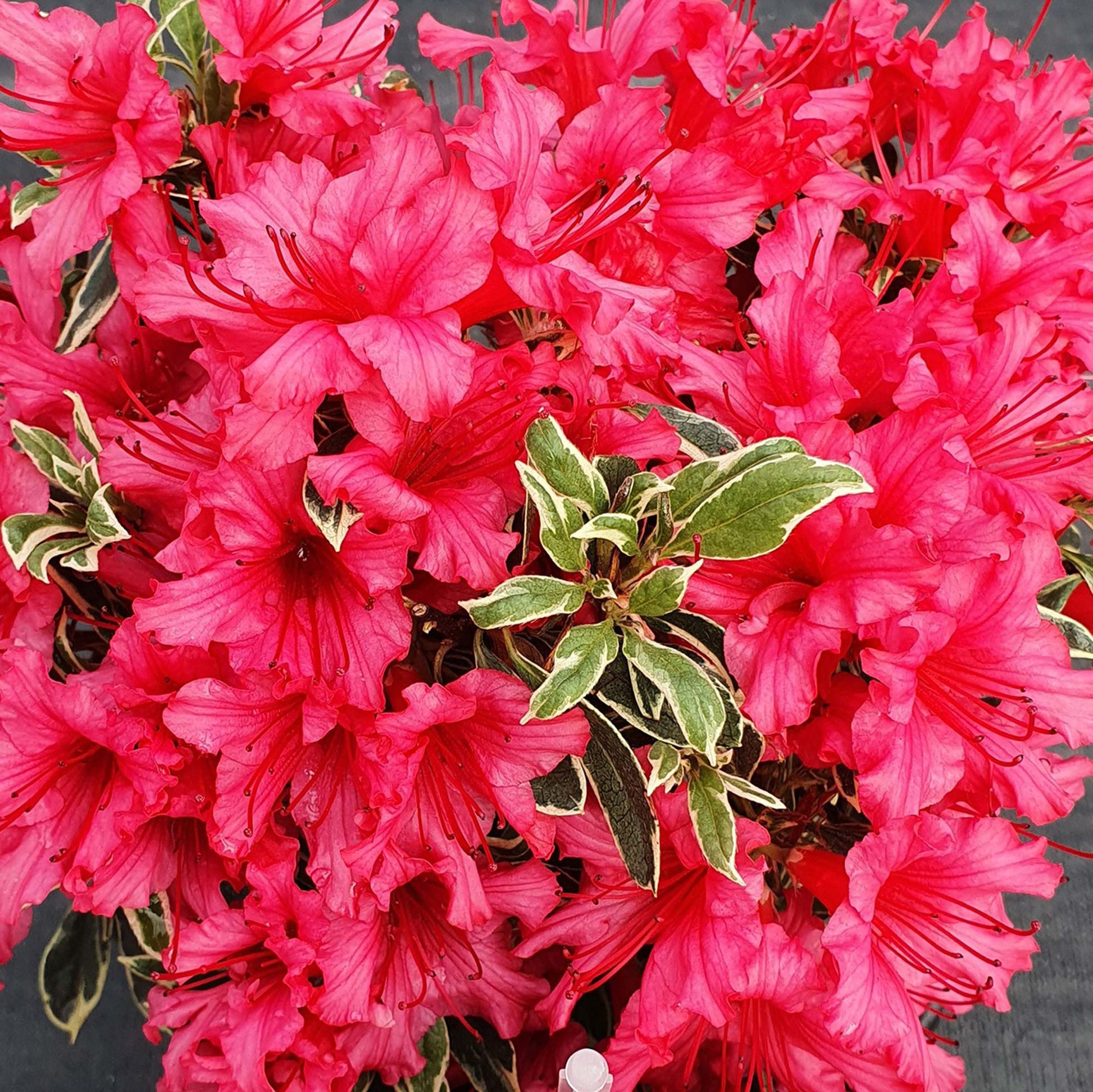 Rhododendron (Azalea) 'Bollywood' - C3 L - 25/30 cm - Garden Centar